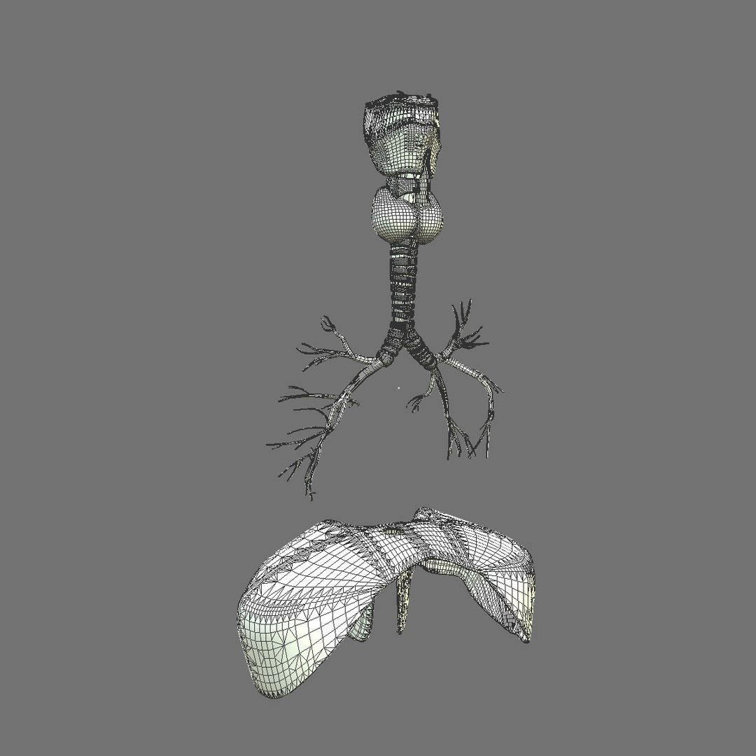 3d Lungs Diaphram Anatomy Model