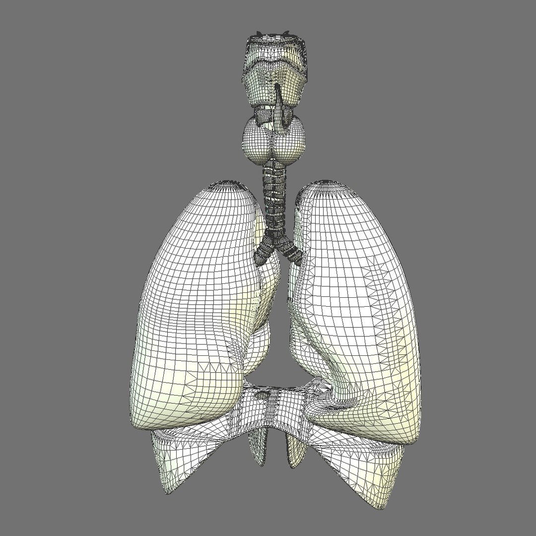 3d Lungs Diaphram Anatomy Model