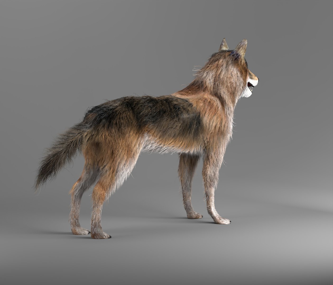 Wolf Fur 3D - TurboSquid 1650992