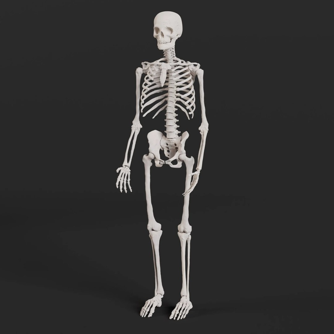 Full Skeleton Human3D模型 - TurboSquid 1969047