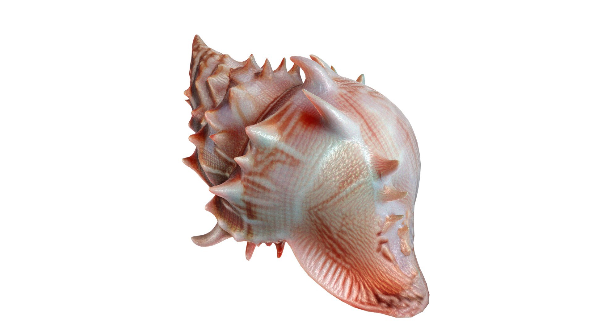 3D Conch Shell V11 Model - TurboSquid 2370740