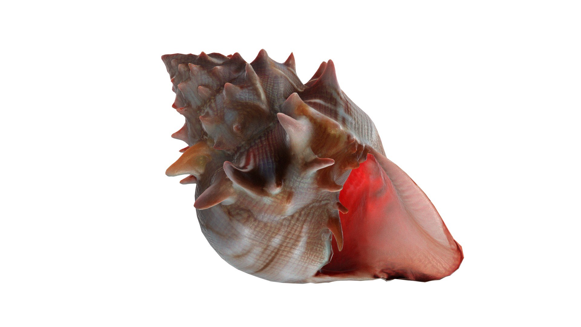 3D Conch Shell V11 Model - TurboSquid 2370740