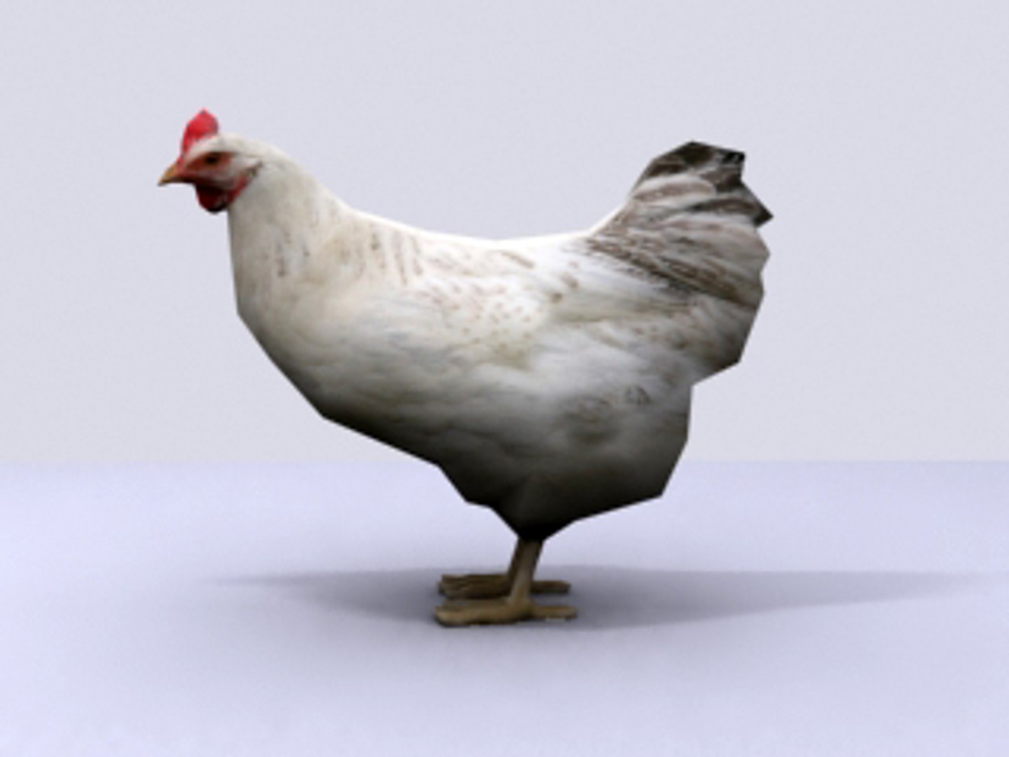 3d Hen Chicken Animal Model