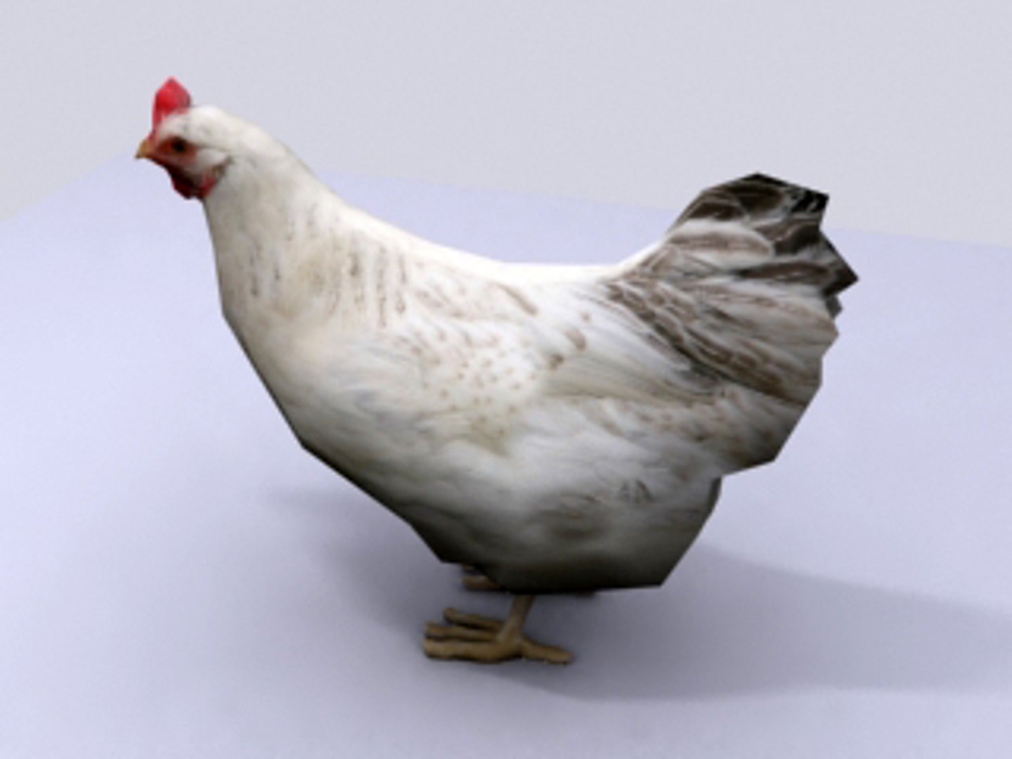 3d Hen Chicken Animal Model