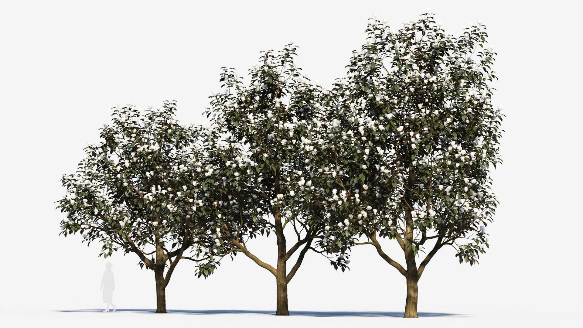 Magnolia Grandiflora C 3D Model - TurboSquid 2119174