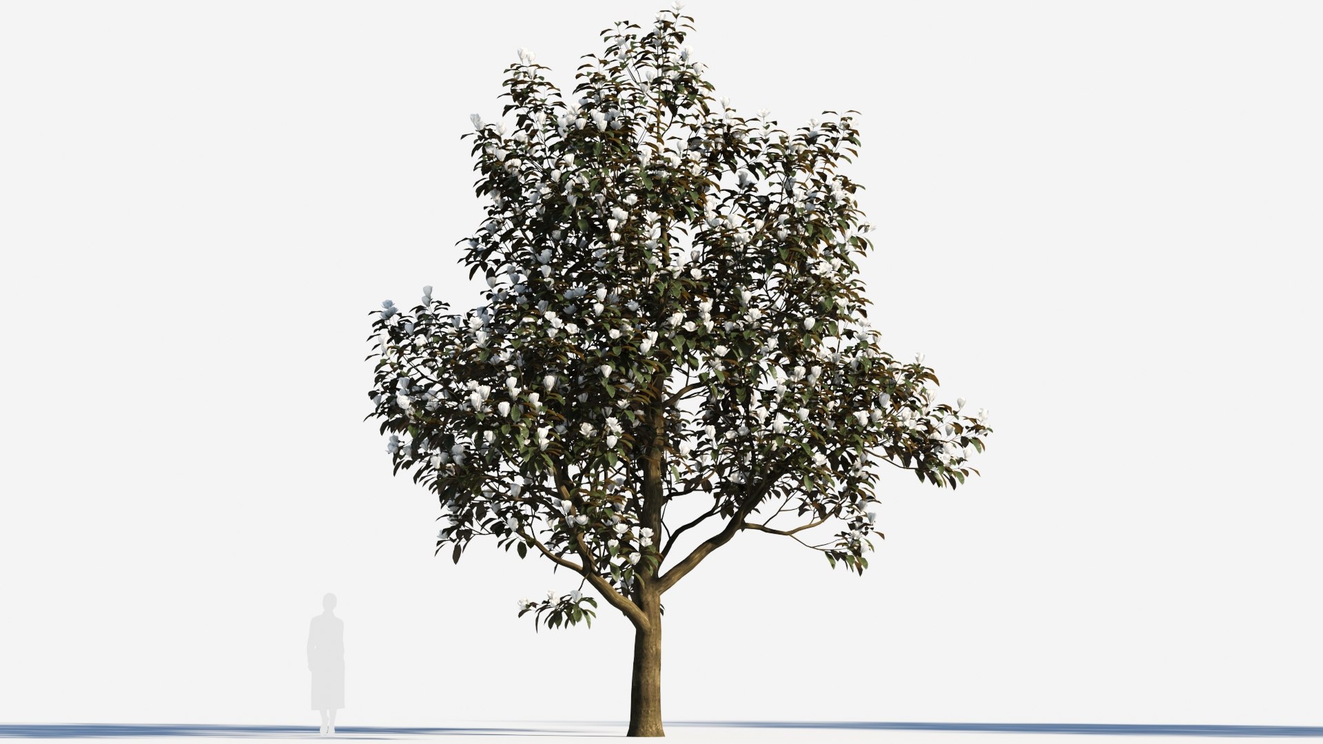 Magnolia Grandiflora C 3D Model - TurboSquid 2119174