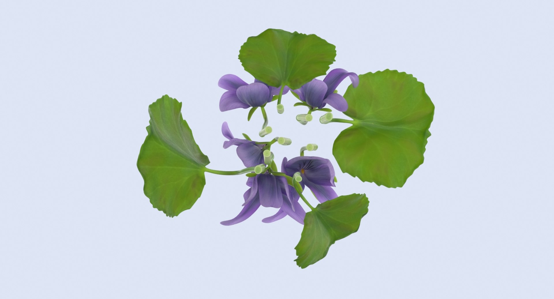 Violet Group 3d Model