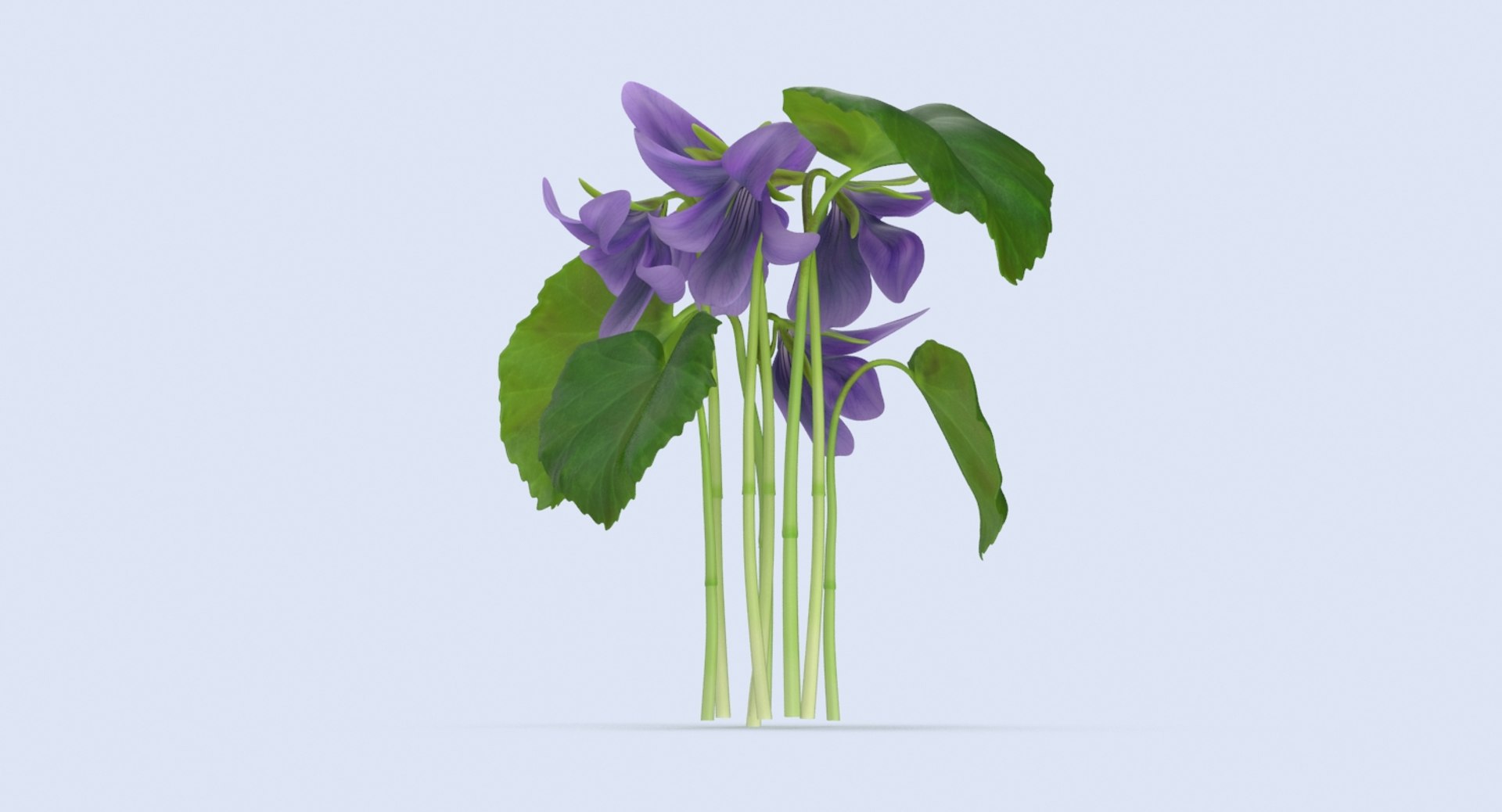Violet Group 3d Model