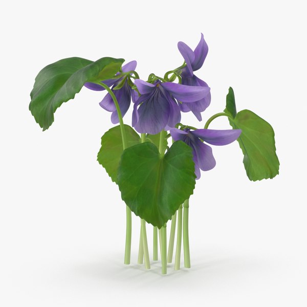Violet 3D Models for Download | TurboSquid