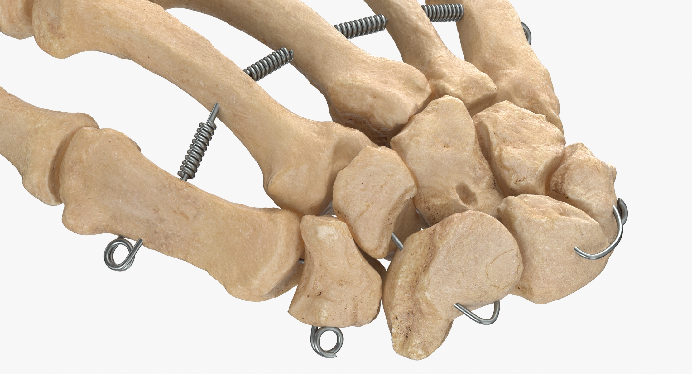 Human hand bones wire 3D model - TurboSquid 1583330