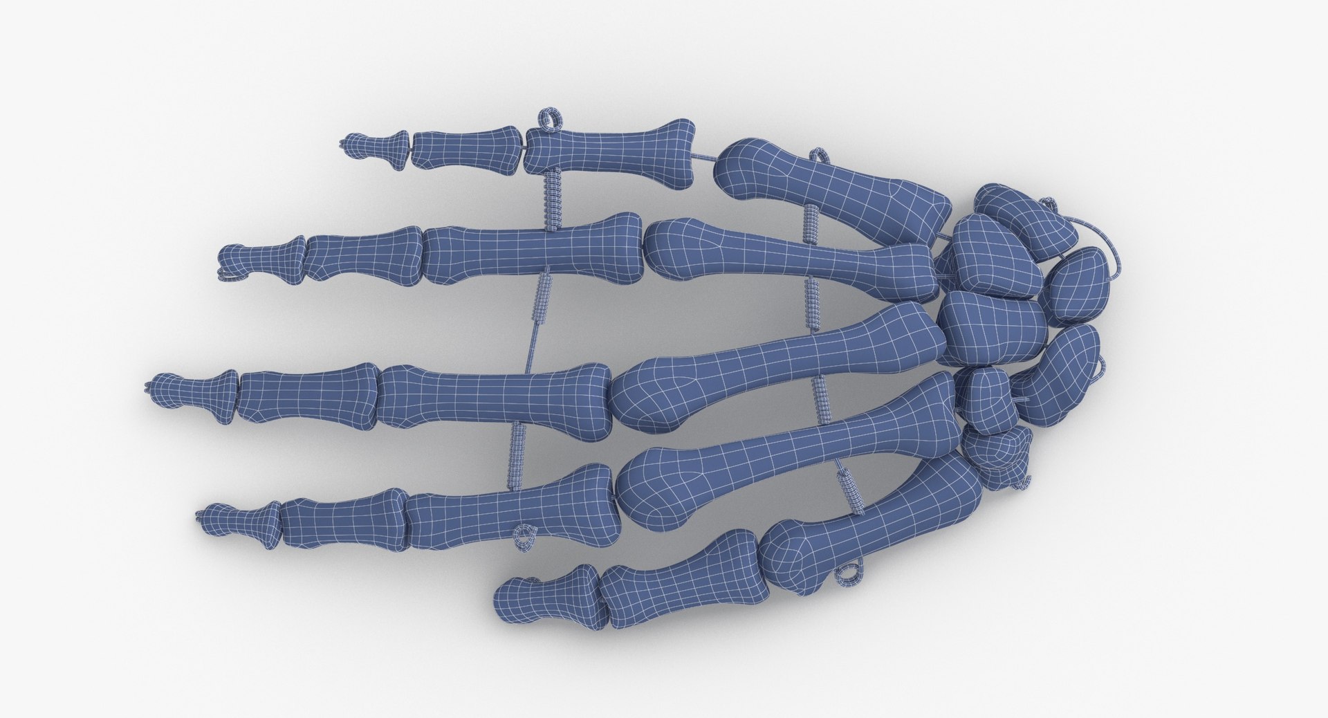Human hand bones wire 3D model - TurboSquid 1583330