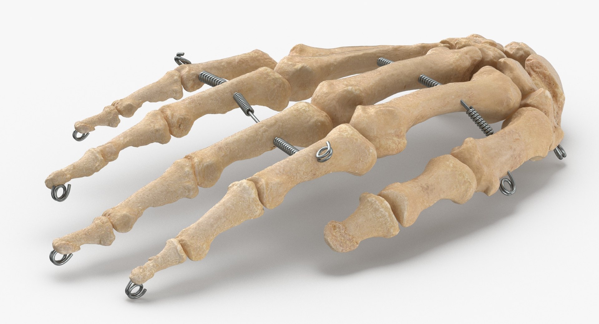 Human Hand Bones Wire 3D Model - TurboSquid 1583330