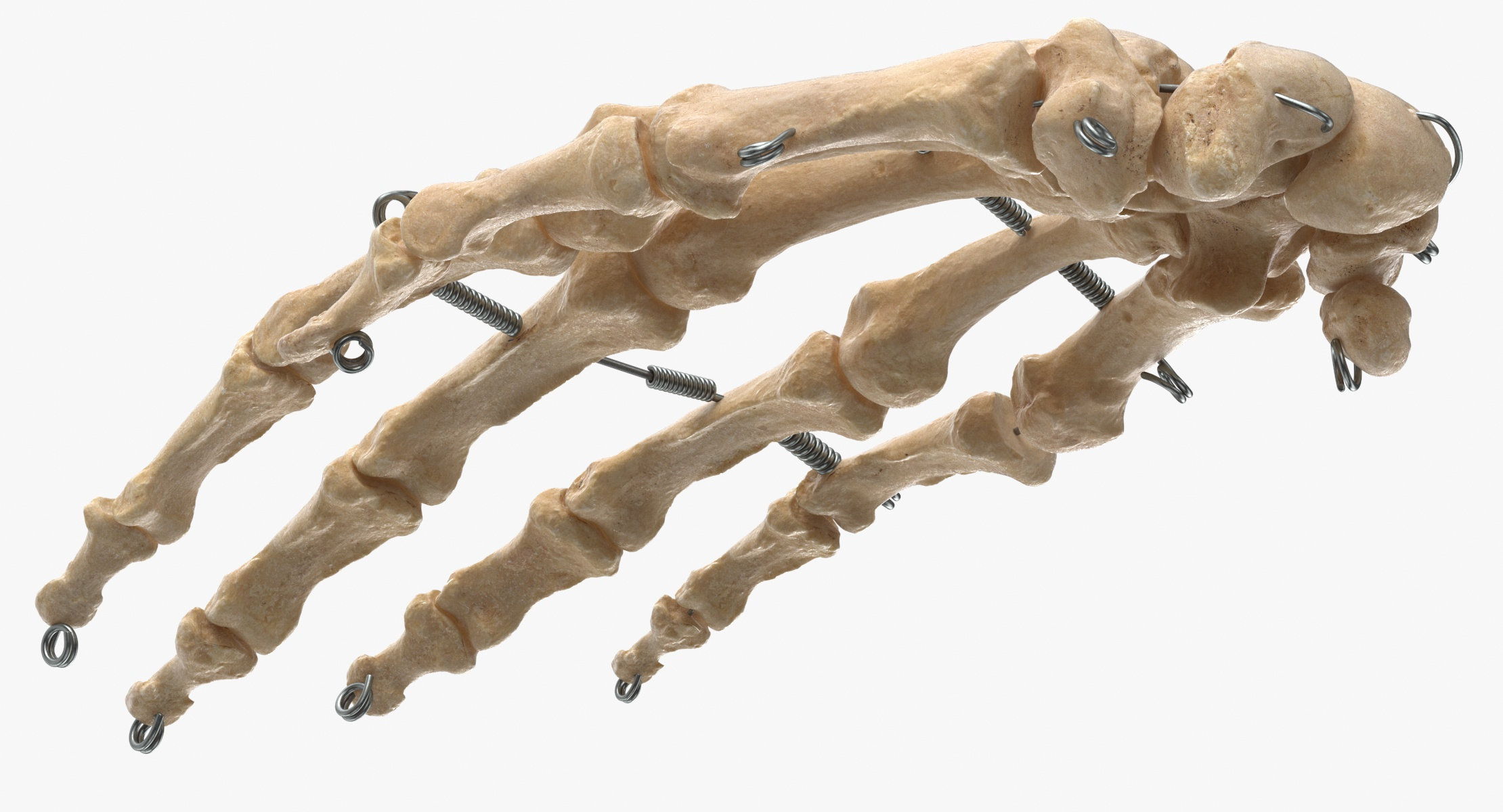Human hand bones wire 3D model - TurboSquid 1583330