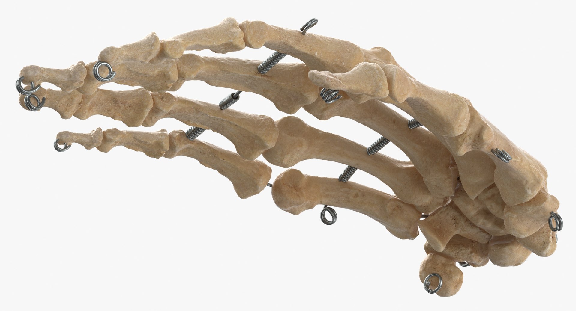 Human Hand Bones Wire 3D Model - TurboSquid 1583330