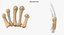 Human Hand Bones Wire 3D Model - TurboSquid 1583330