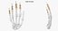 Human Hand Bones Wire 3D Model - TurboSquid 1583330