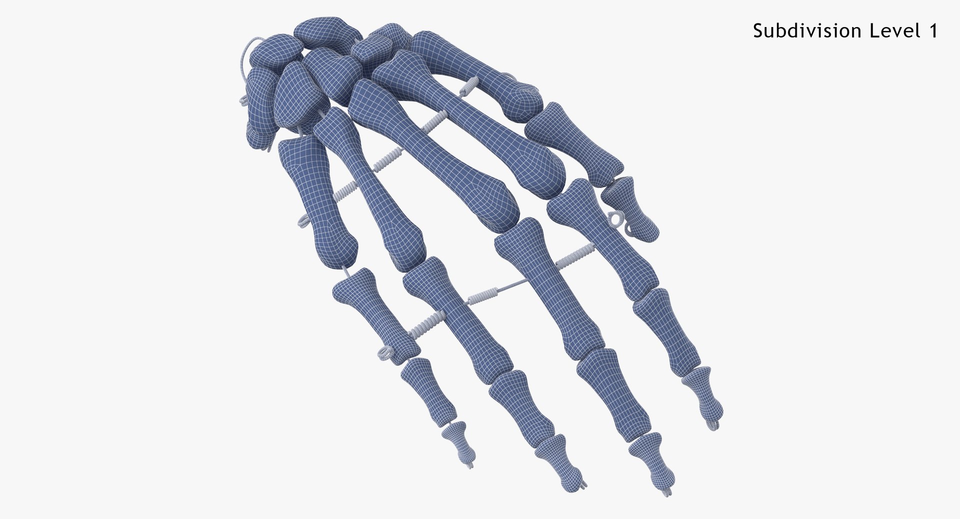 Human hand bones wire 3D model - TurboSquid 1583330