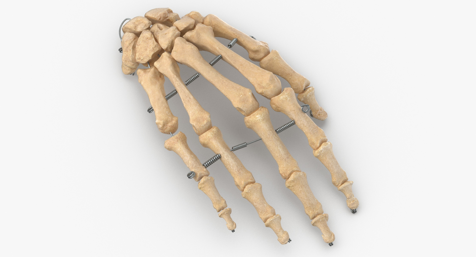 Human hand bones wire 3D model - TurboSquid 1583330