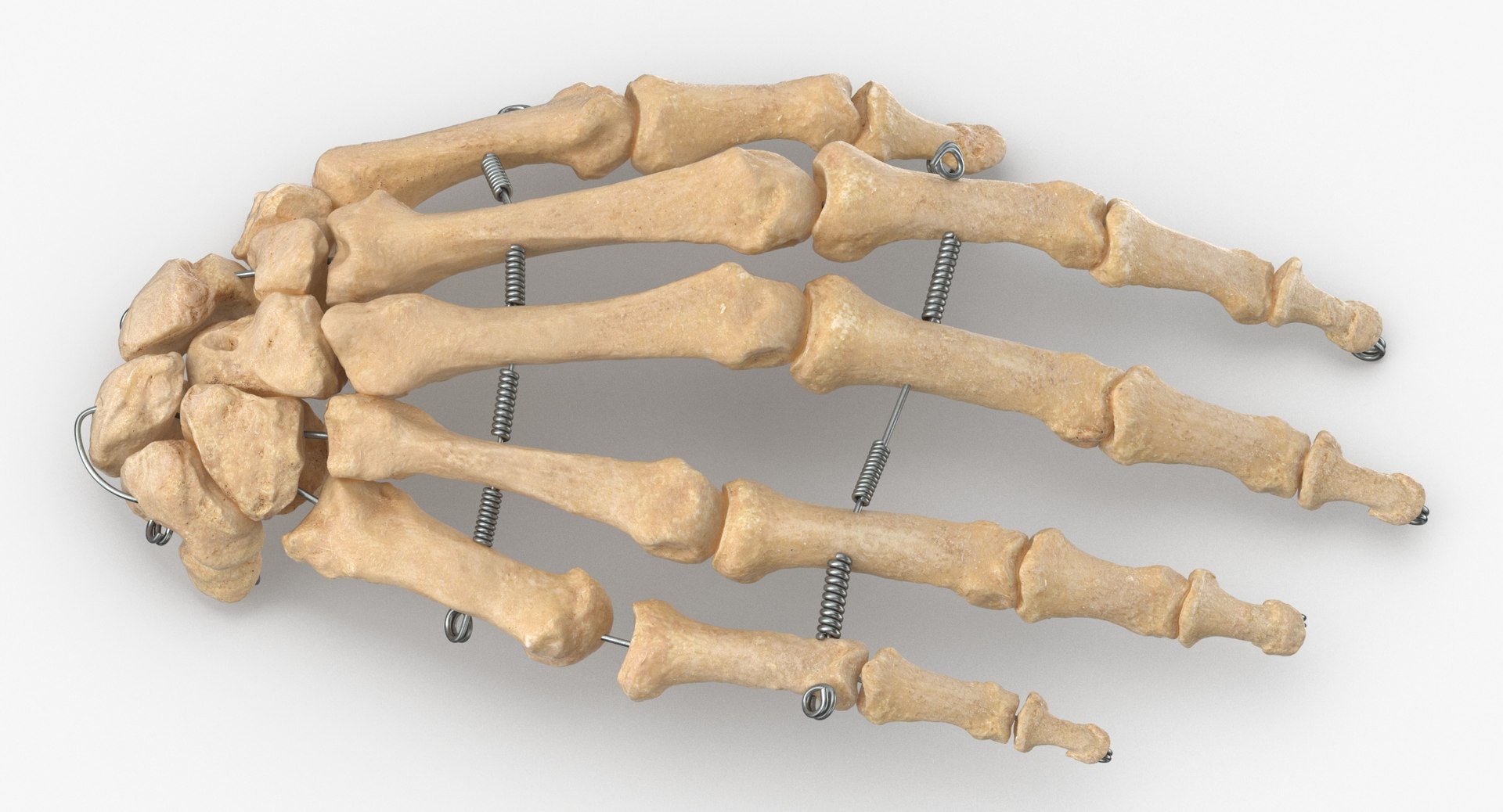 Human Hand Bones Wire 3D Model - TurboSquid 1583330
