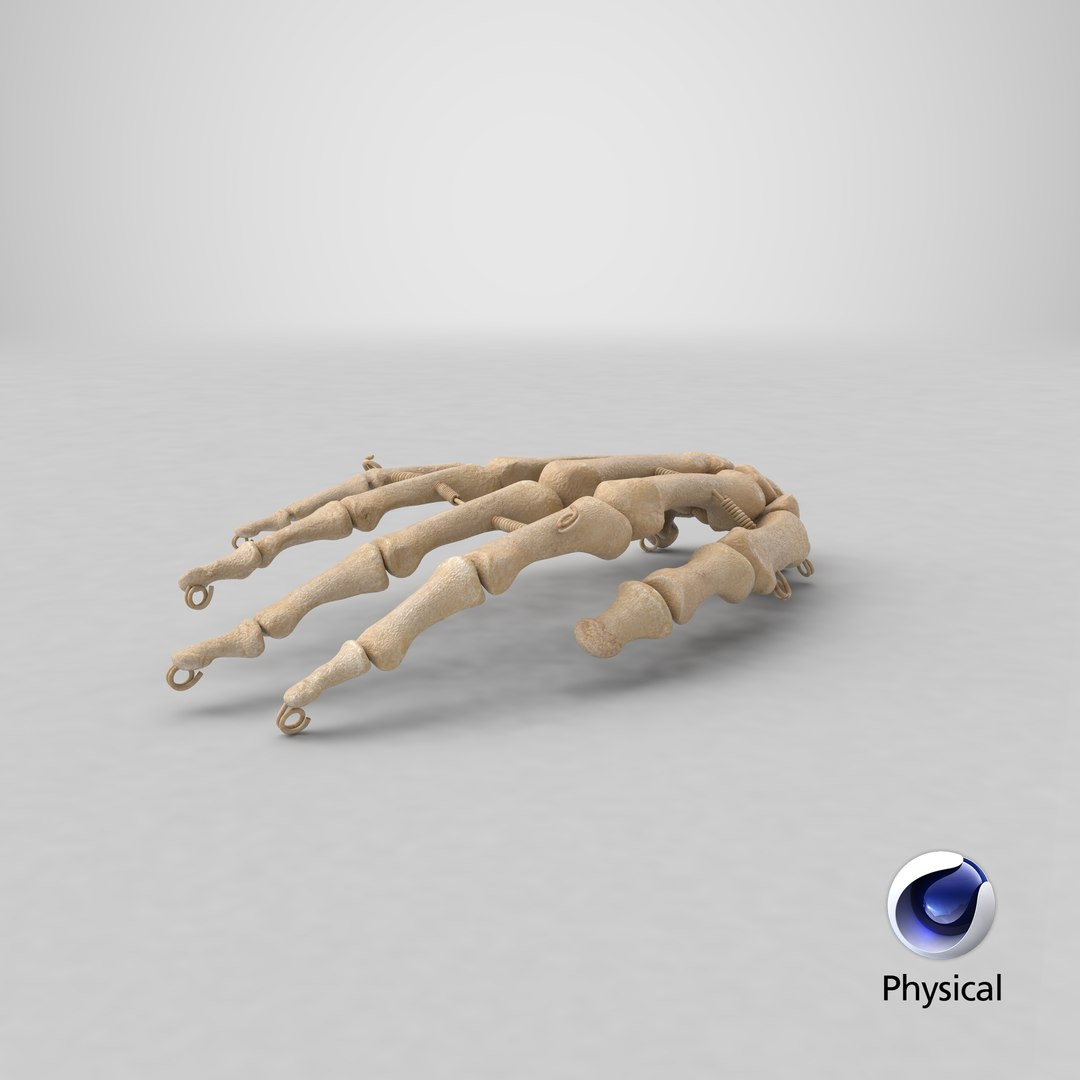 Human hand bones wire 3D model - TurboSquid 1583330