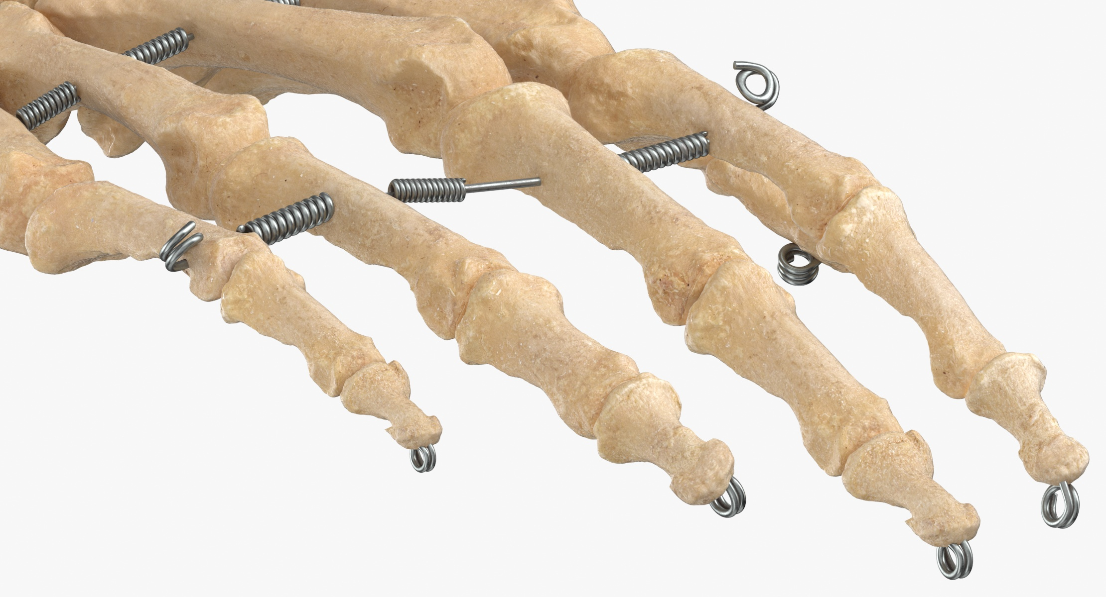 Human hand bones wire 3D model - TurboSquid 1583330