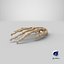 Human Hand Bones Wire 3D Model - TurboSquid 1583330