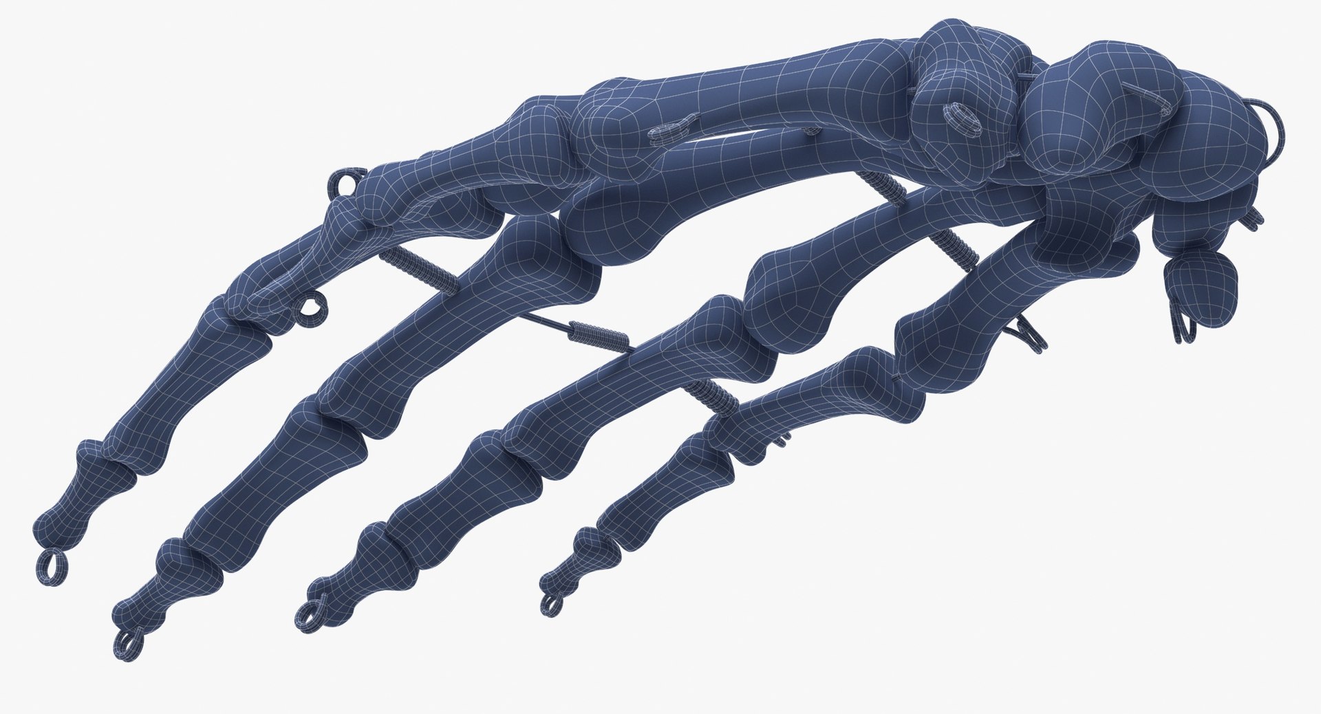 Human hand bones wire 3D model - TurboSquid 1583330