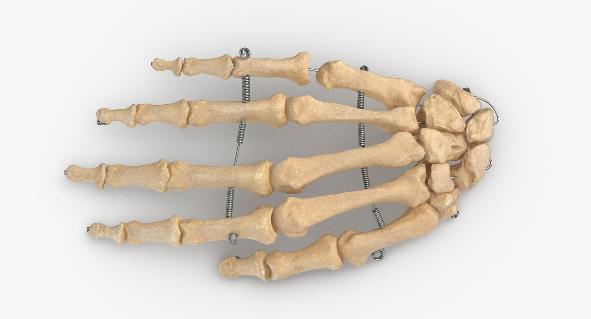 Human hand bones wire 3D model - TurboSquid 1583330
