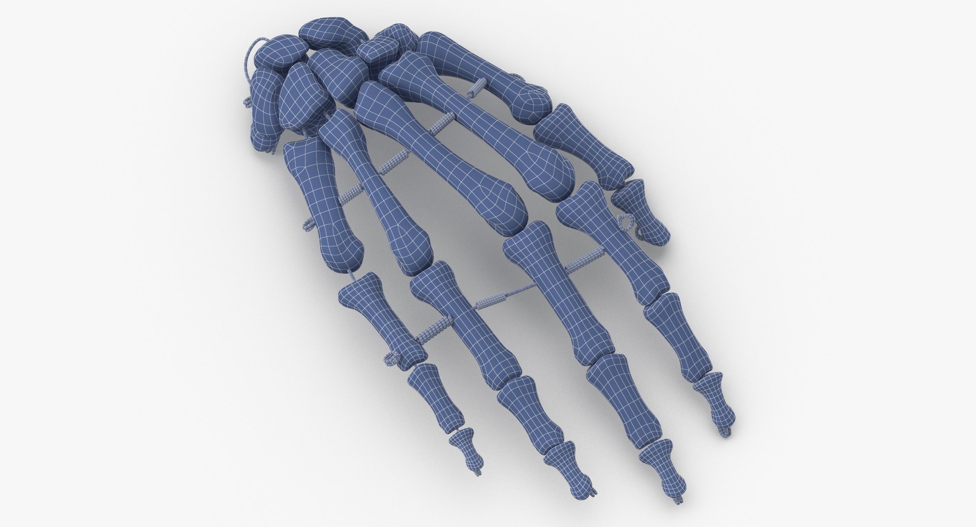 Human hand bones wire 3D model - TurboSquid 1583330
