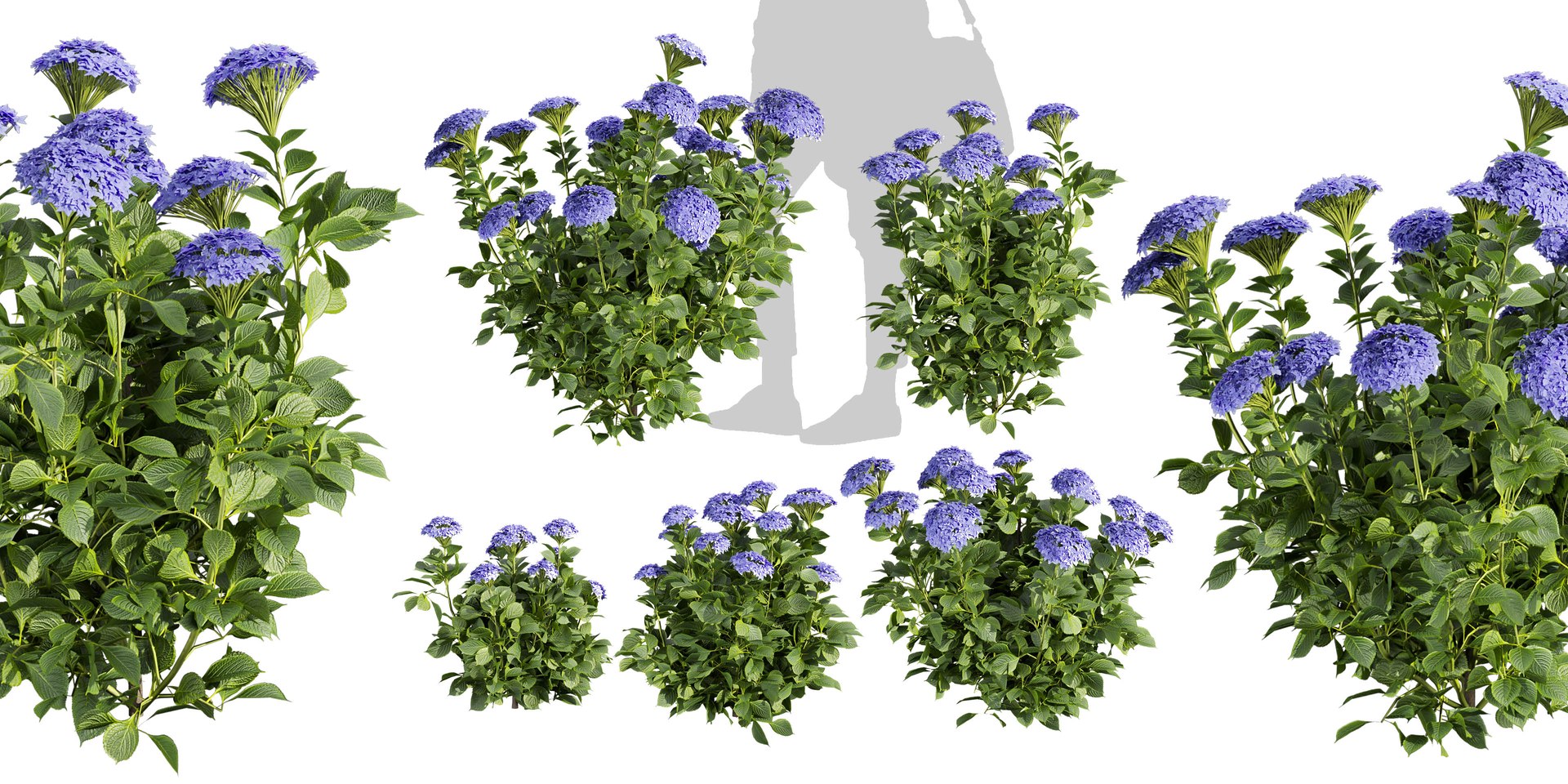 3D Collection Plant Vol 563 - Shurb - Hydrangea - Macrophylla - Blender Model Model - TurboSquid ...