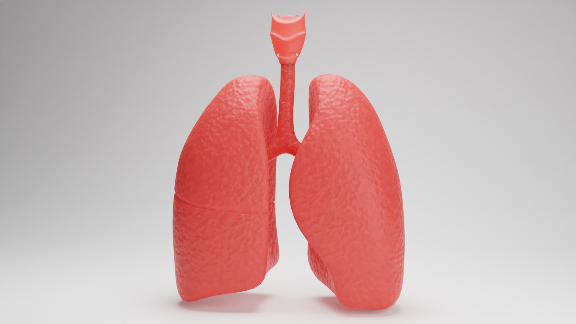 3D Lungs - TurboSquid 2112643