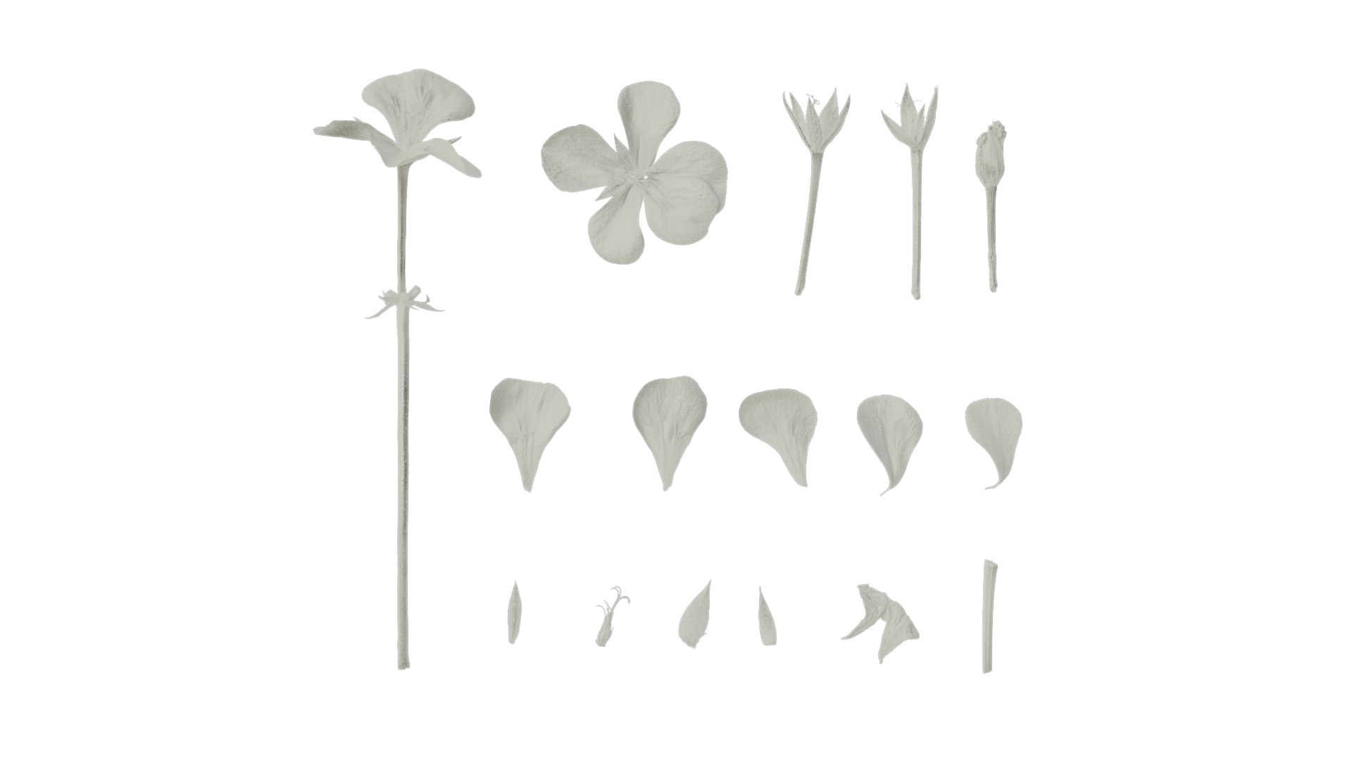 3D Anydrafts Pelargonium Hortorum Flower 01 Textures - TurboSquid 2357636