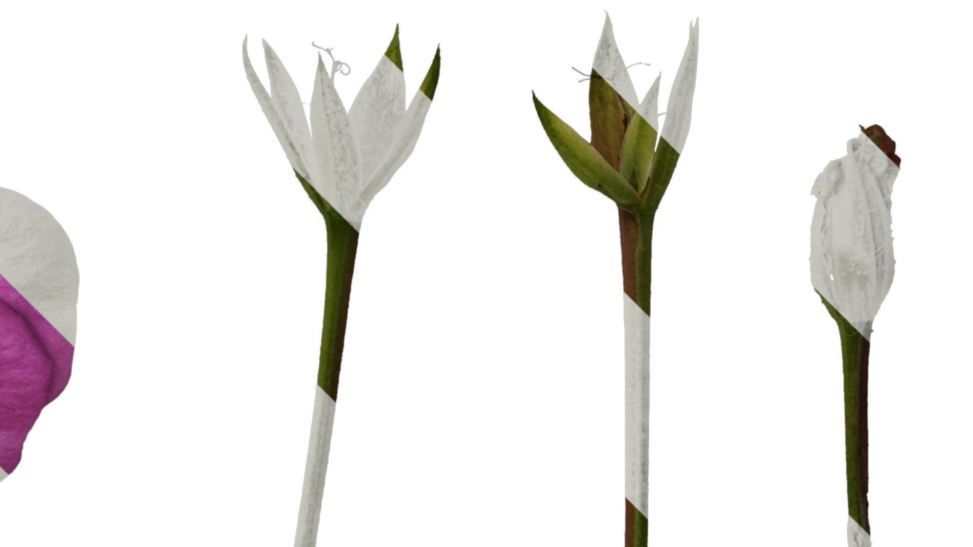 3D Anydrafts Pelargonium Hortorum Flower 01 Textures - TurboSquid 2357636