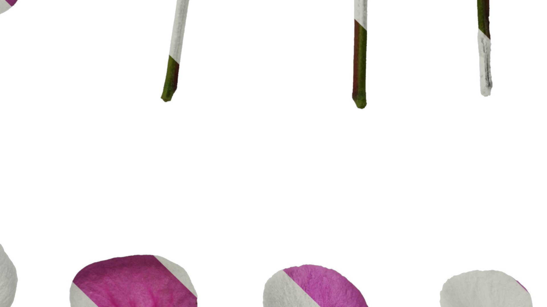 3D Anydrafts Pelargonium Hortorum Flower 01 Textures - TurboSquid 2357636