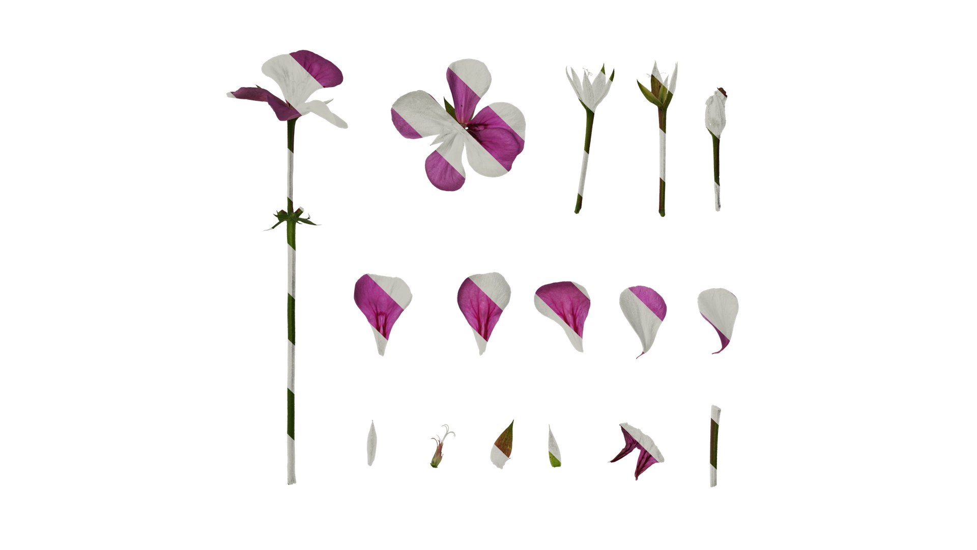 3D Anydrafts Pelargonium Hortorum Flower 01 Textures - TurboSquid 2357636