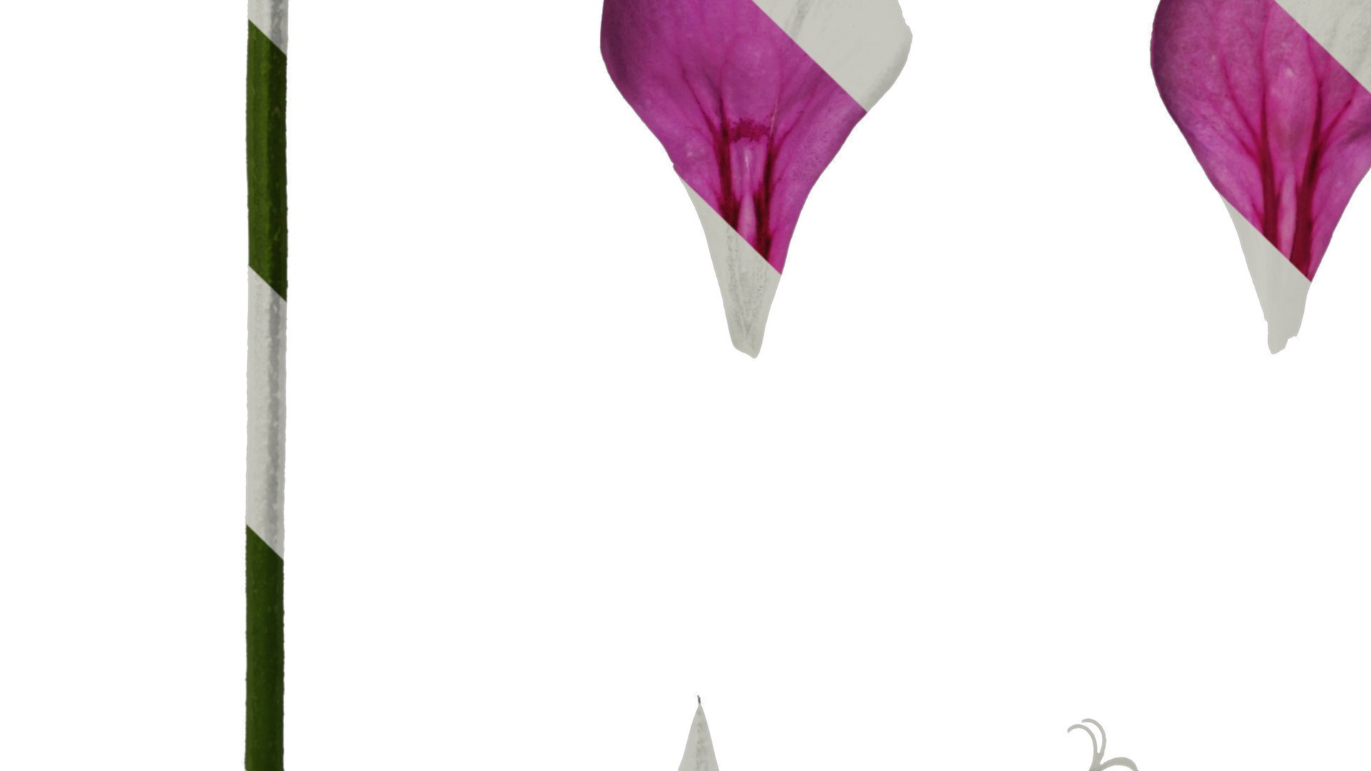 3D Anydrafts Pelargonium Hortorum Flower 01 Textures - TurboSquid 2357636