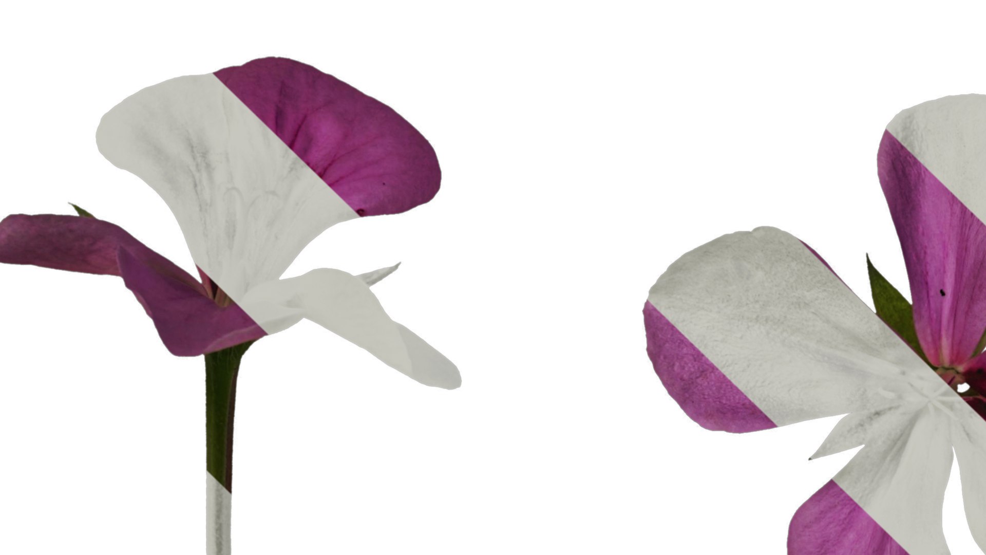 3D Anydrafts Pelargonium Hortorum Flower 01 Textures - TurboSquid 2357636