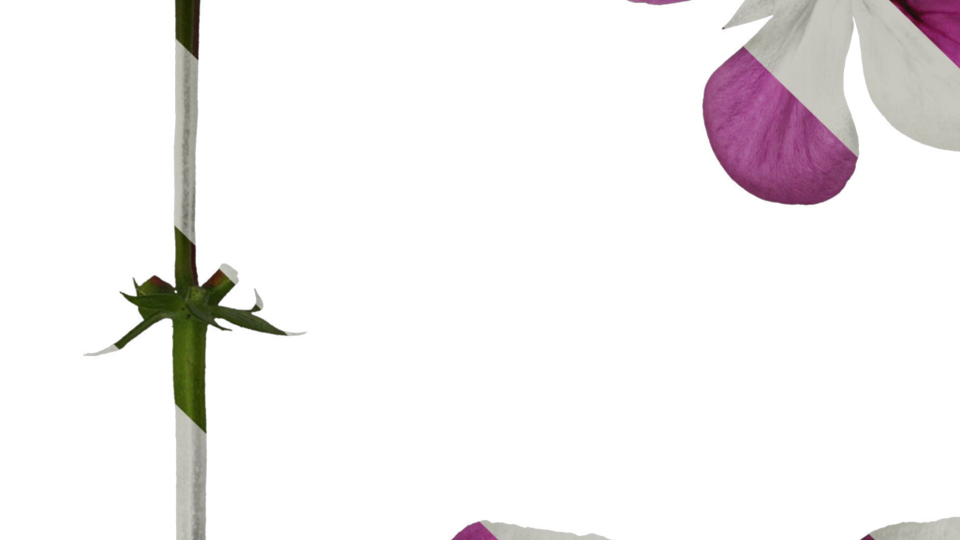 3D Anydrafts Pelargonium Hortorum Flower 01 Textures - TurboSquid 2357636