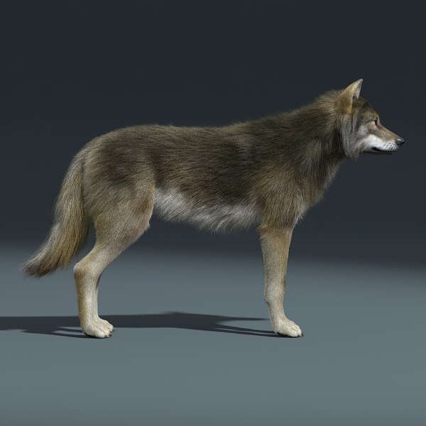 3d model gray wolf 2 fur