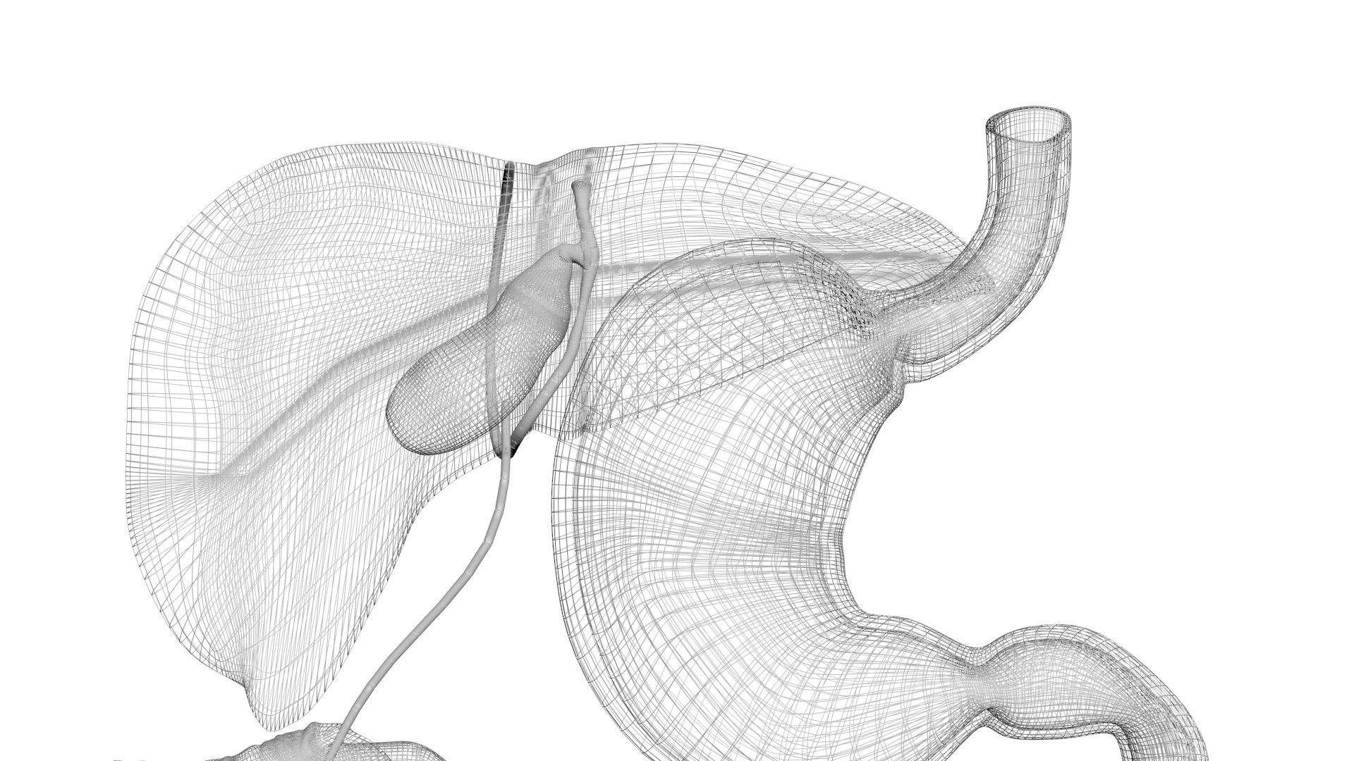 3D Digestive System - TurboSquid 2281855