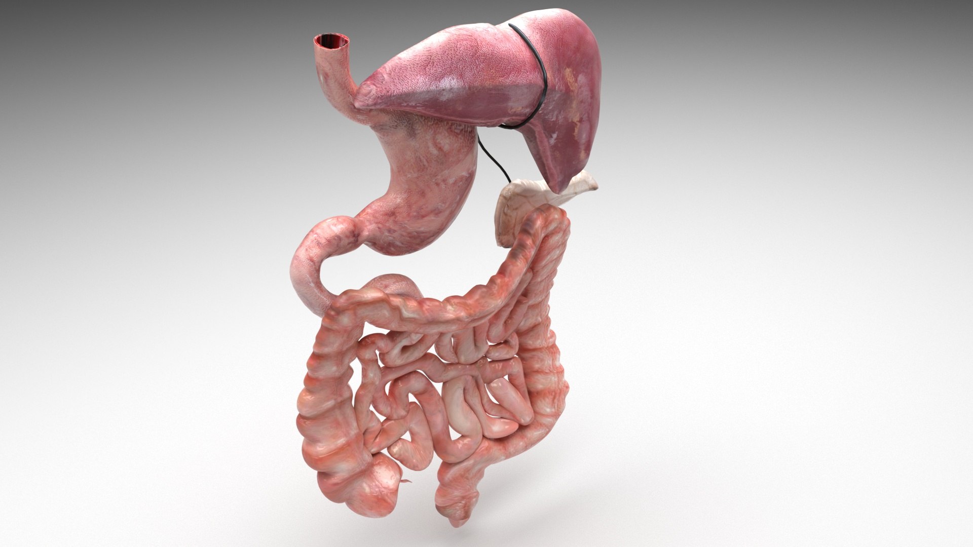 3D Digestive System - TurboSquid 2281855