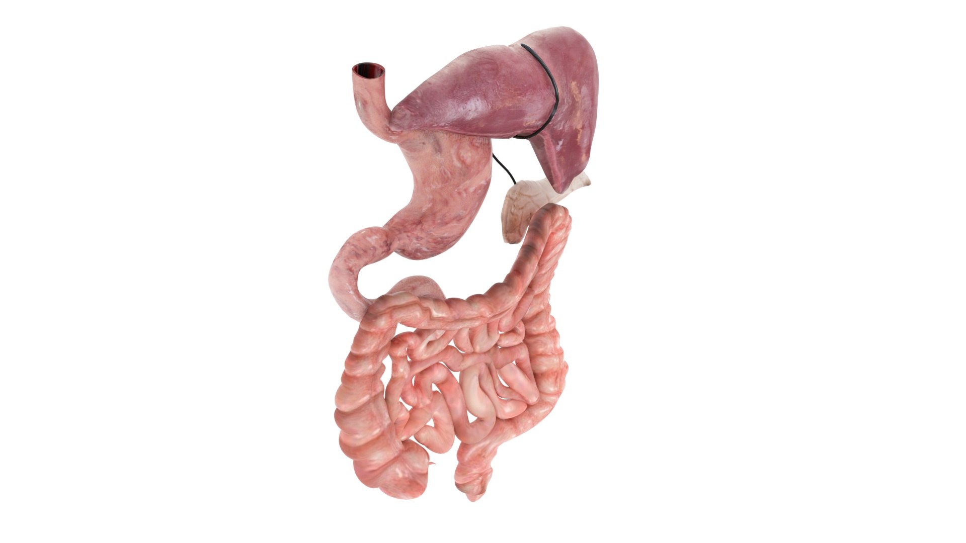 3D Digestive System - TurboSquid 2281855