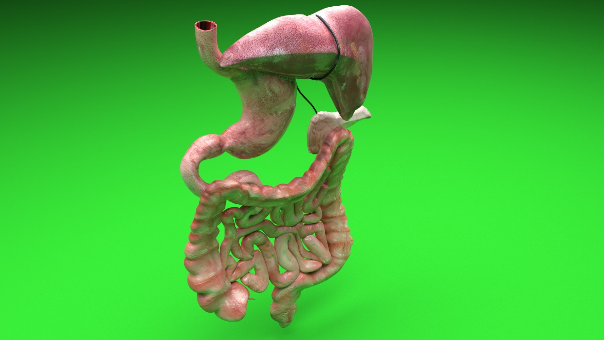 3D Digestive System - TurboSquid 2281855