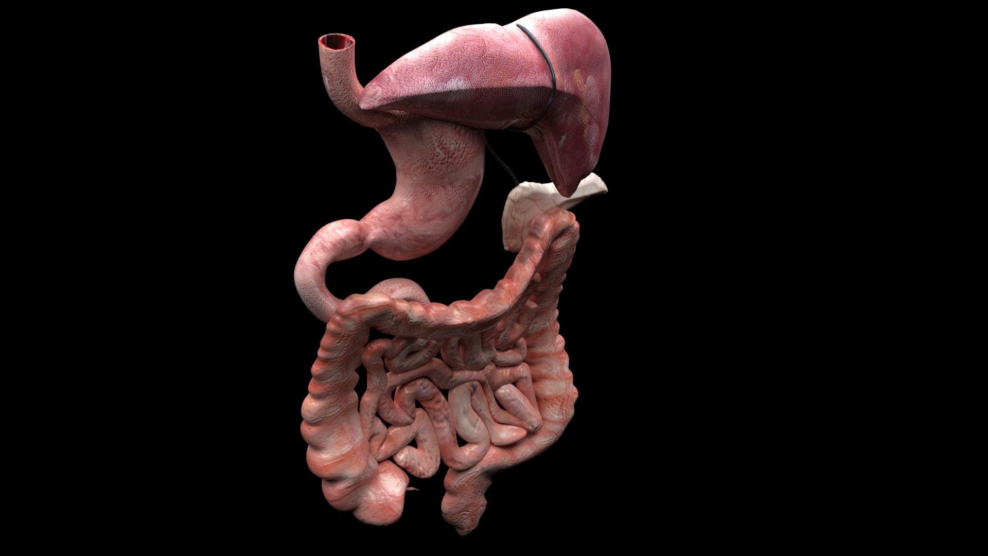 3D Digestive System - TurboSquid 2281855