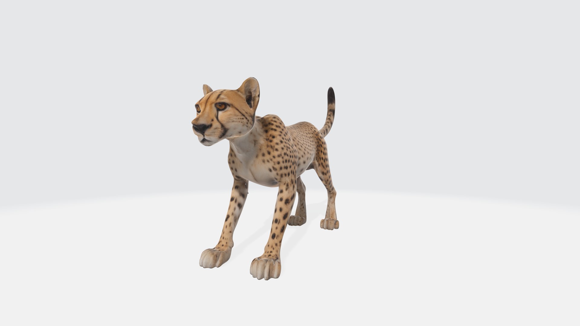 Cheetah Model - Fully Animated And Rigged Model - TurboSquid 2279116