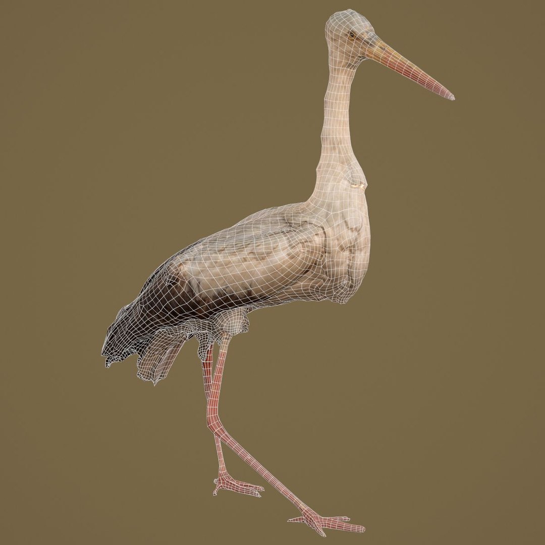 3D Model Animal Digital Photogrammetry - TurboSquid 1162968