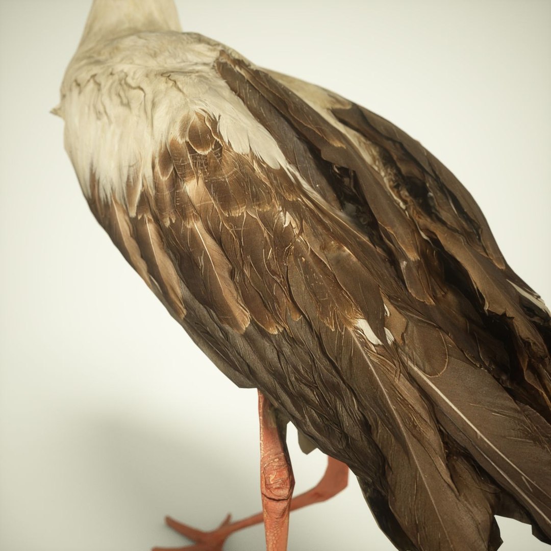 3D Model Animal Digital Photogrammetry - TurboSquid 1162968
