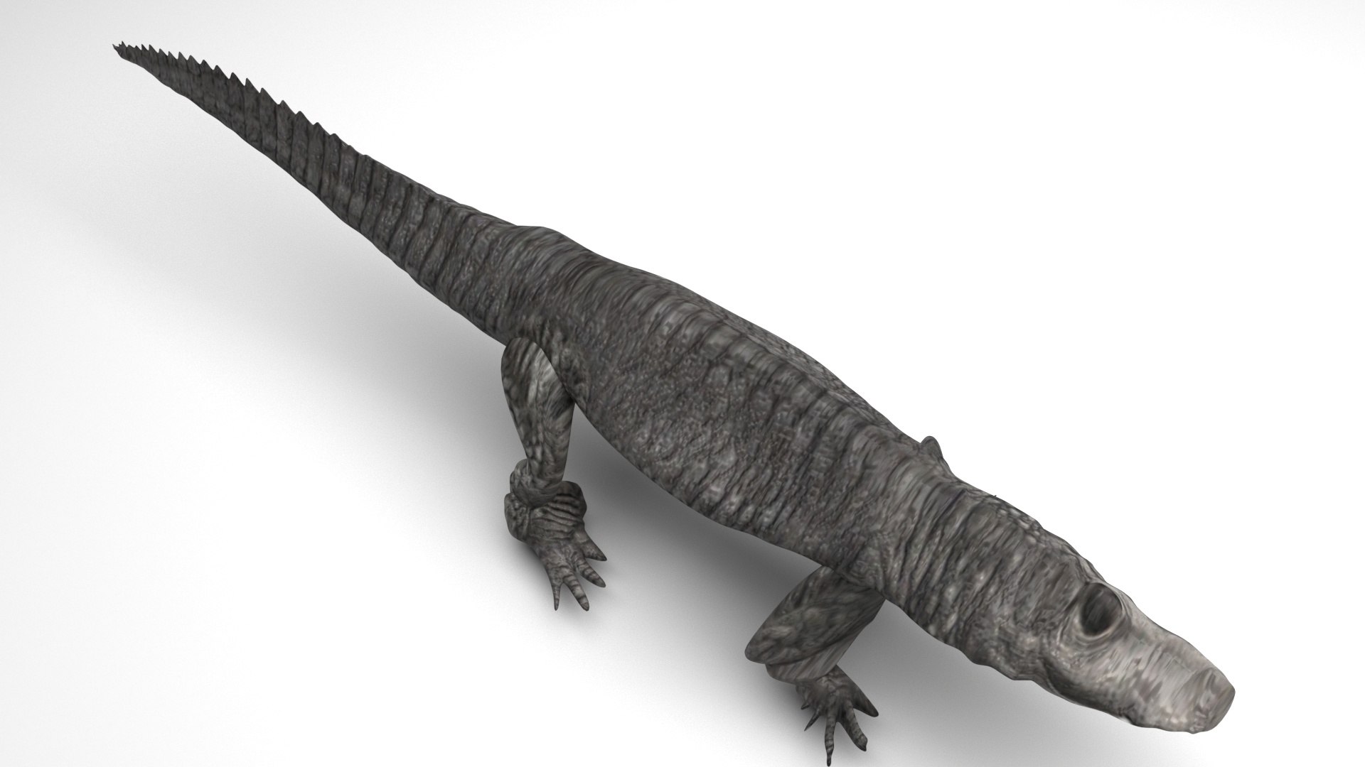 Baby Crocodile 3D Model - TurboSquid 1926709