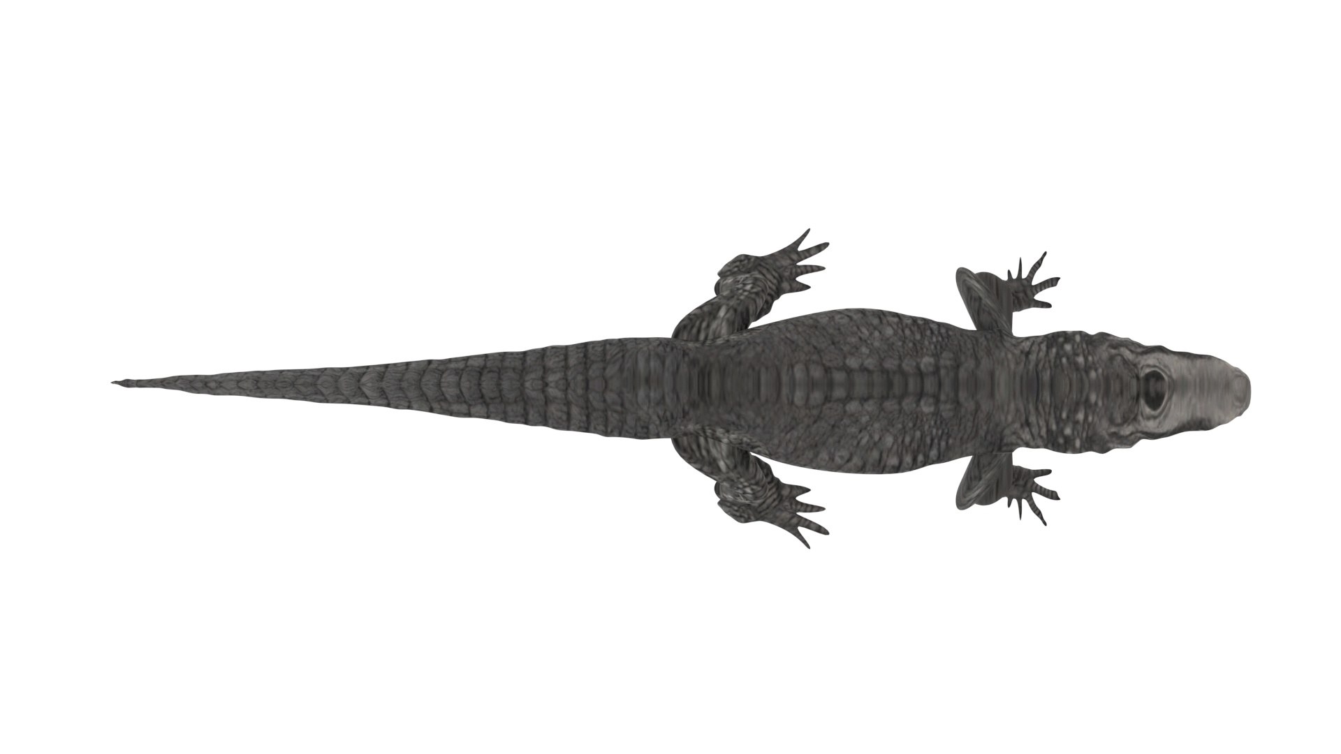 Baby Crocodile 3D Model - TurboSquid 1926709