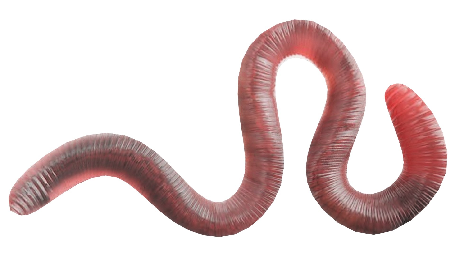 3D Model Earthworm - TurboSquid 2280337
